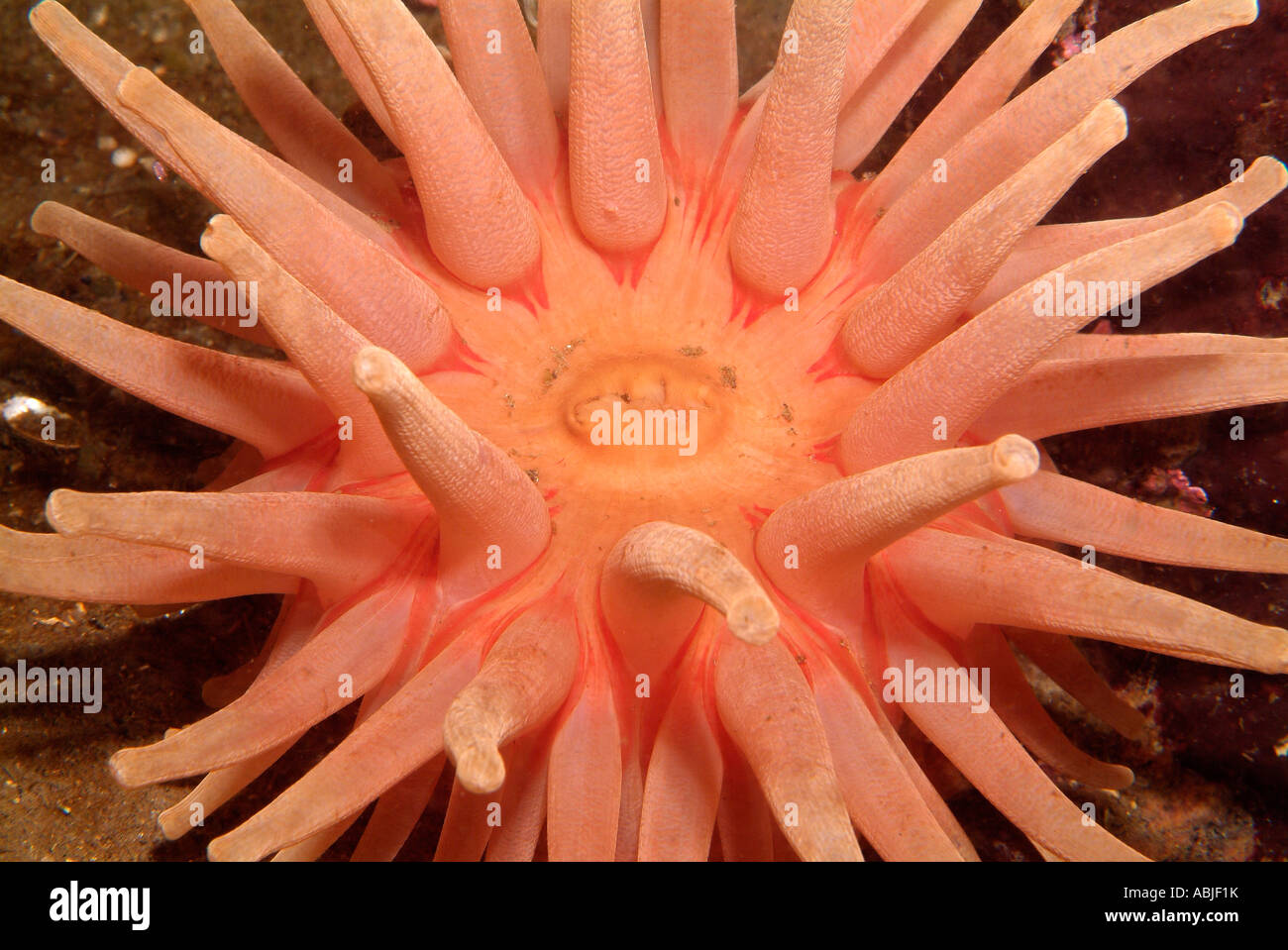 Northern red anemone in the Gulf of Saint Lawrence, North Quebec Stock ...