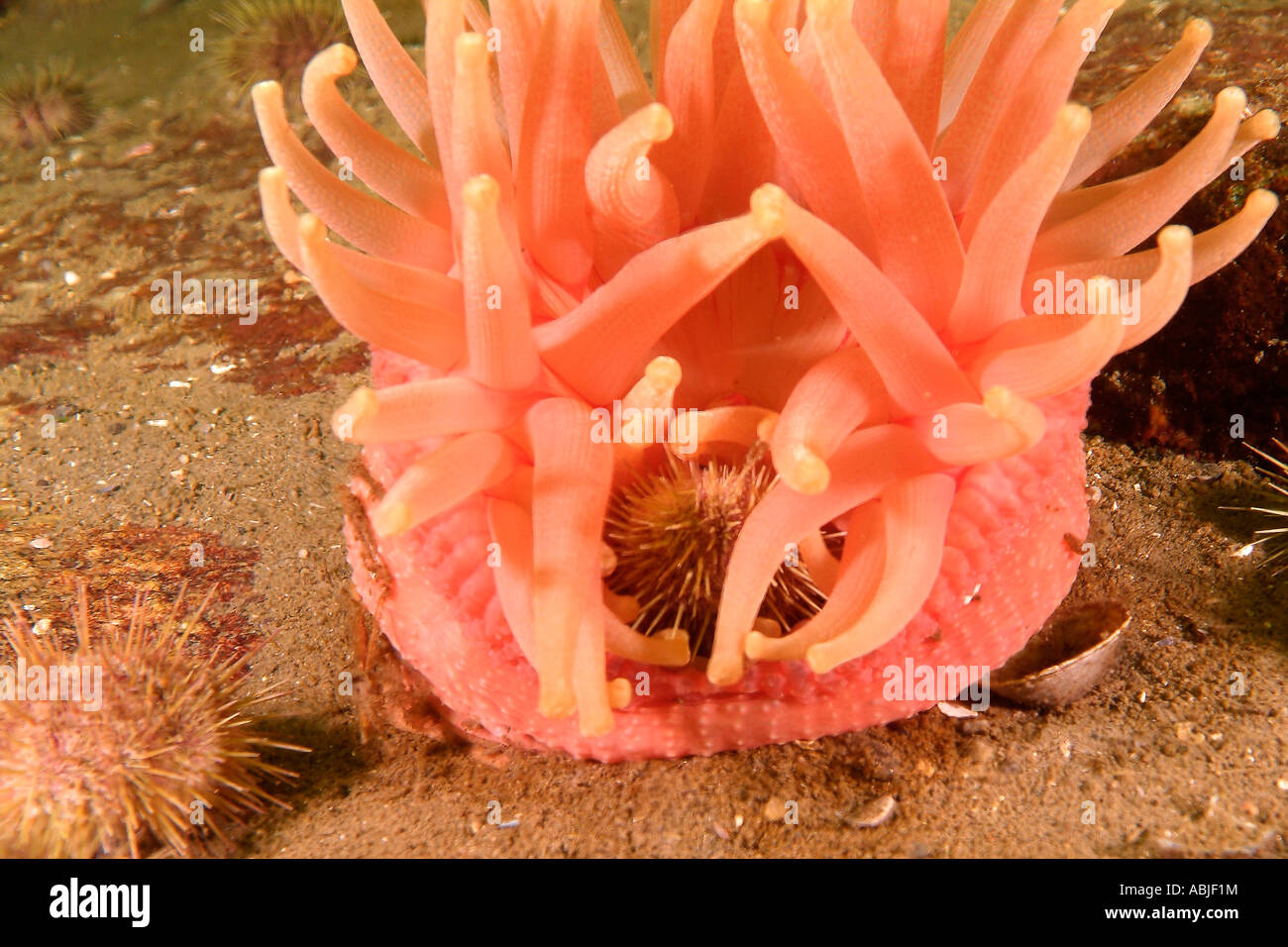Northern red anemone in the Gulf of Saint Lawrence, North Quebec Stock ...
