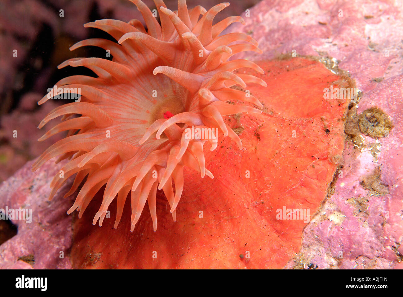Northern red anemone in the Gulf of Saint Lawrence, North Quebec Stock ...