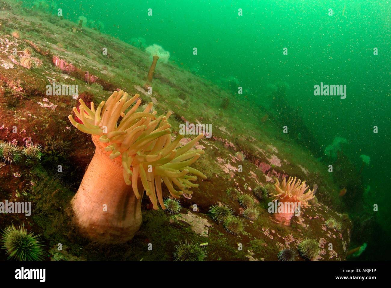 Northern red anemone in the Gulf of Saint Lawrence, North Quebec Stock ...