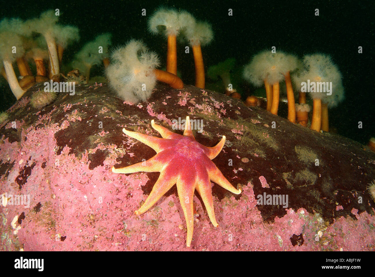 Purple sun star in the Gulf of Saint Lawrence, North Quebec Stock Photo ...