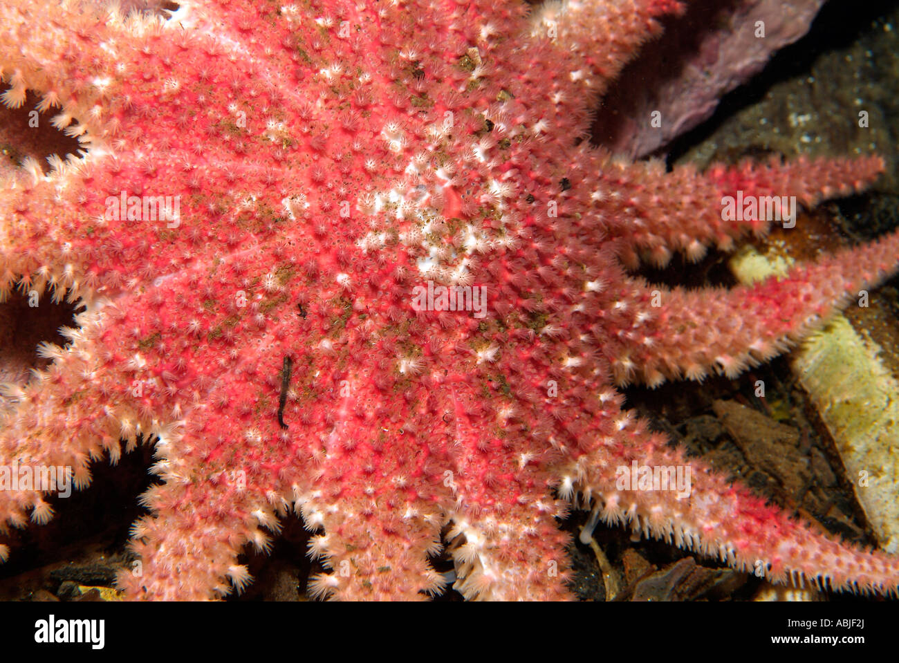 Spiny sea star hi-res stock photography and images - Alamy
