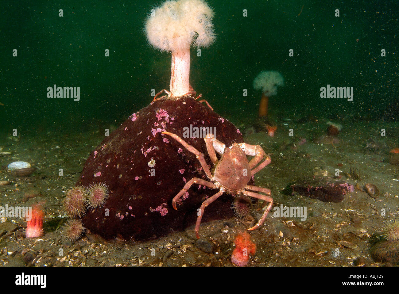 Toad crab in the Gulf of Saint Lawrence, North Quebec Stock Photo - Alamy