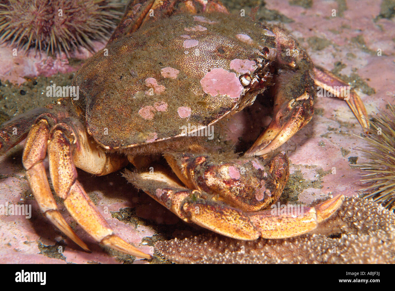 Common rock crab in the Gulf of Saint Lawrence, North Quebec Stock ...