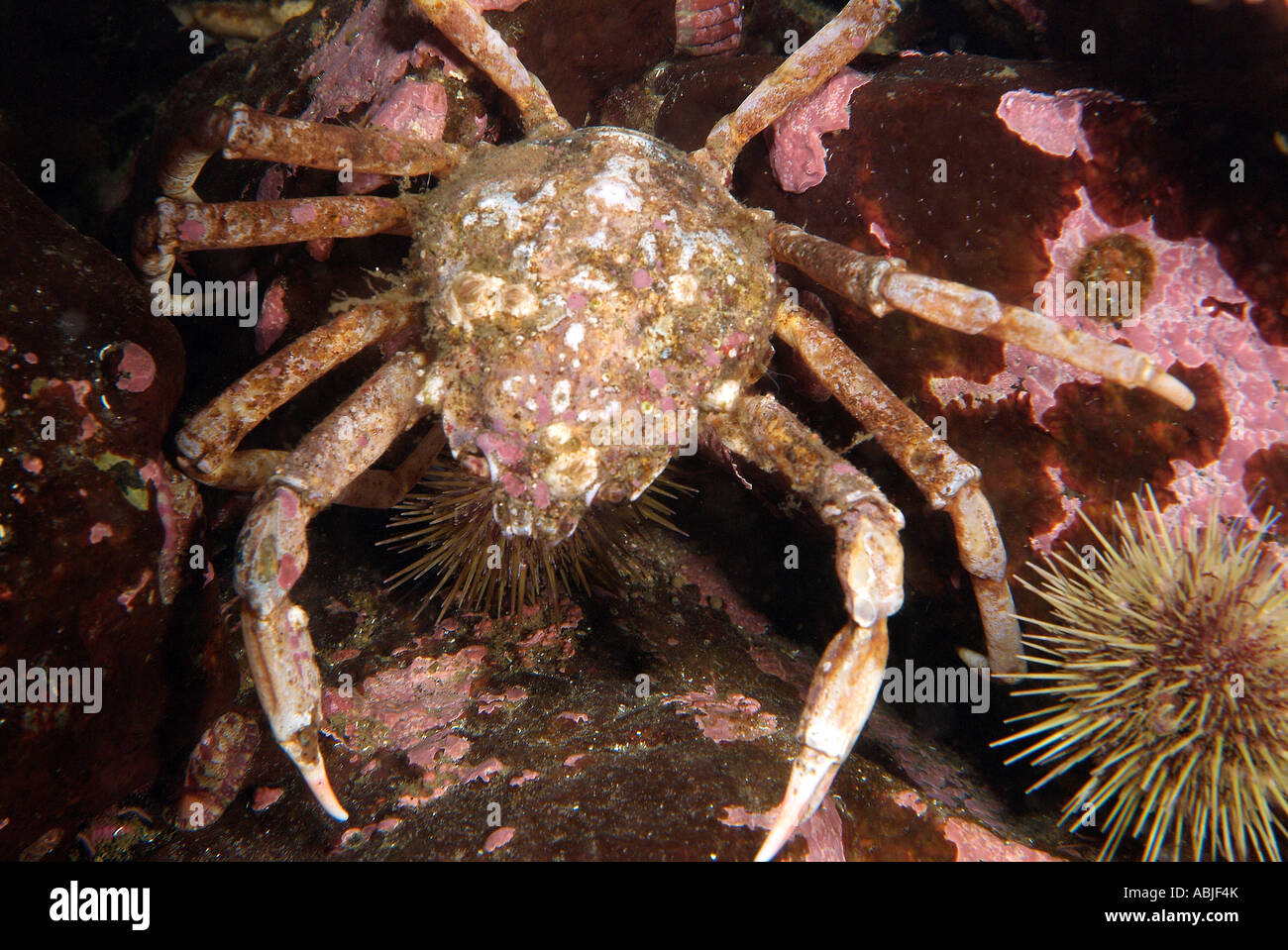 Toad crab in the Gulf of Saint Lawrence, North Quebec Stock Photo - Alamy