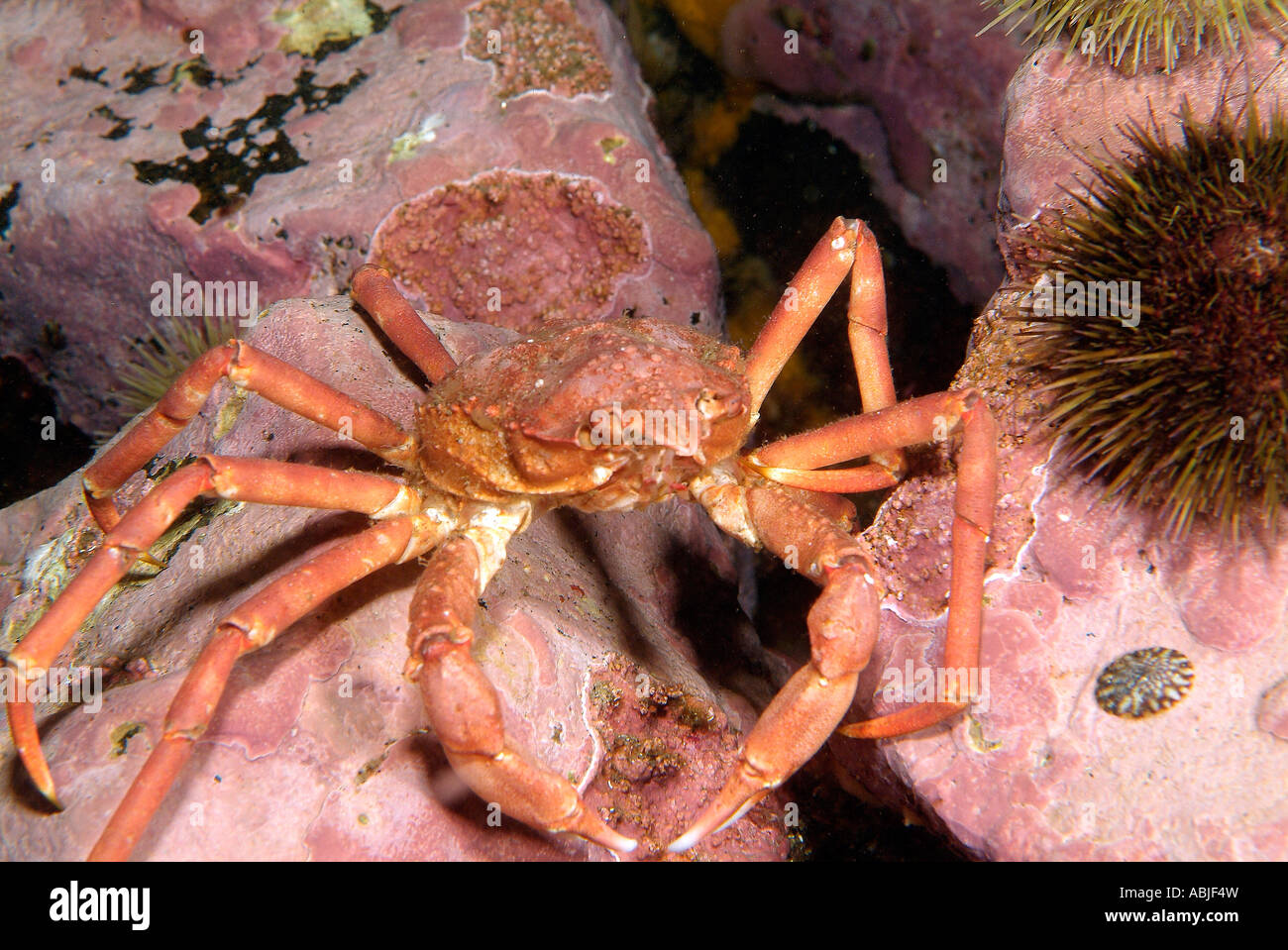 Toad crab in the Gulf of Saint Lawrence, North Quebec Stock Photo - Alamy