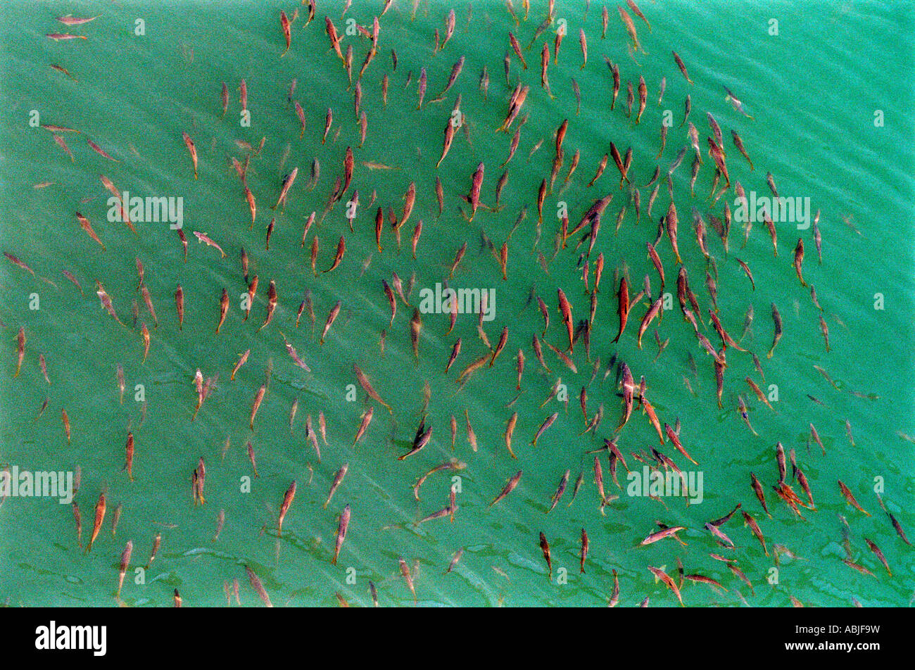 A shoal of fish in the Ganges, India Stock Photo - Alamy