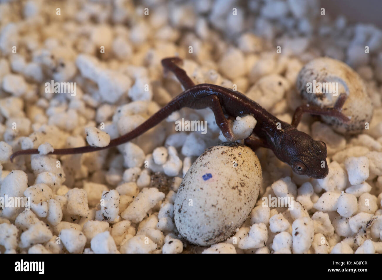 Baby Veiled Chameleon Stock Photo - Alamy