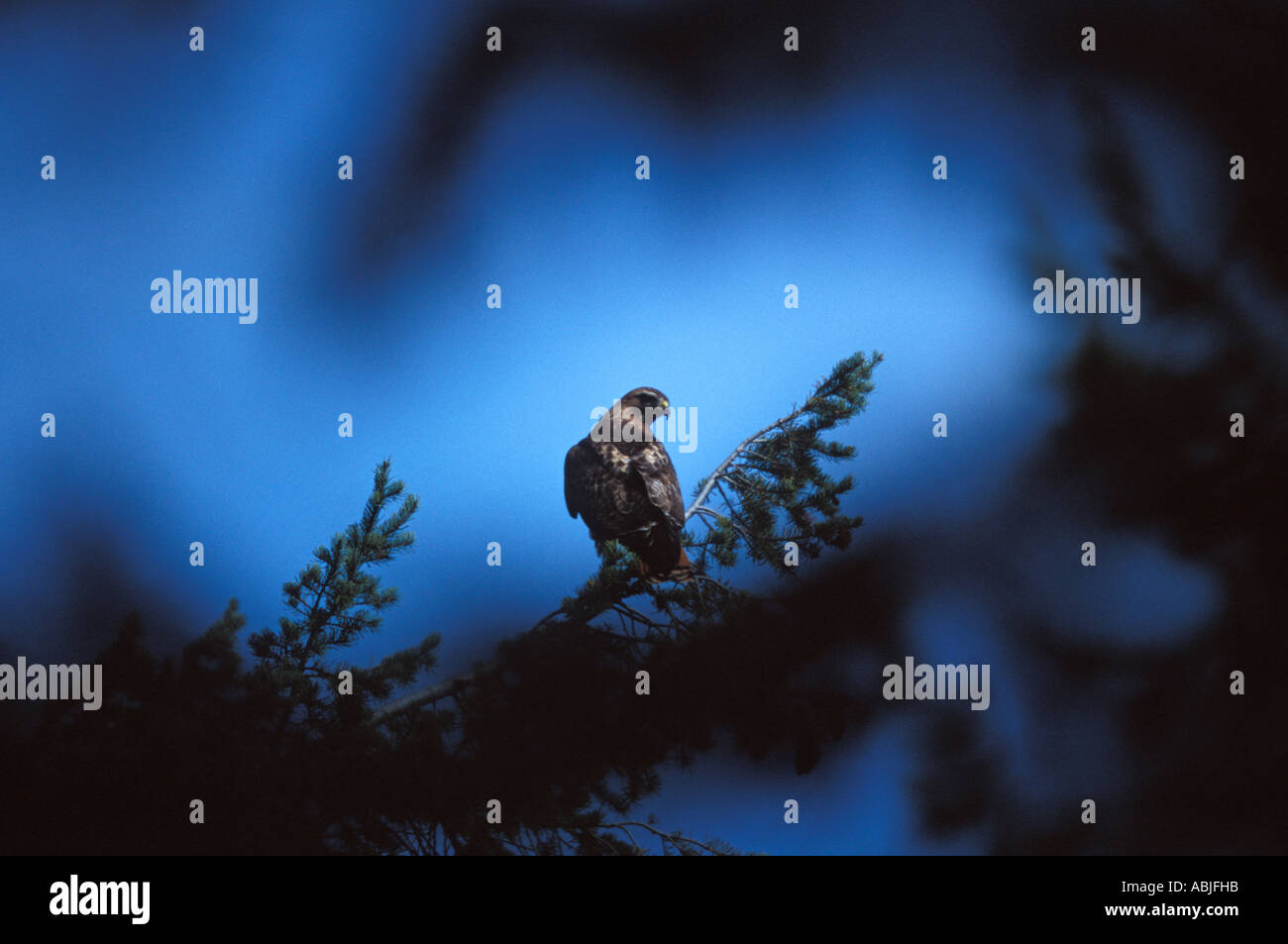 Alert hawk hi-res stock photography and images - Alamy