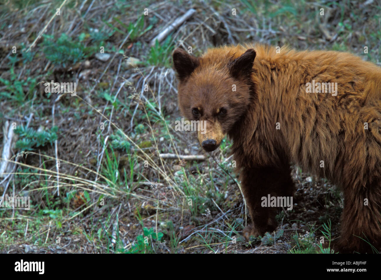 Curious brown bear yearling hi-res stock photography and images - Alamy