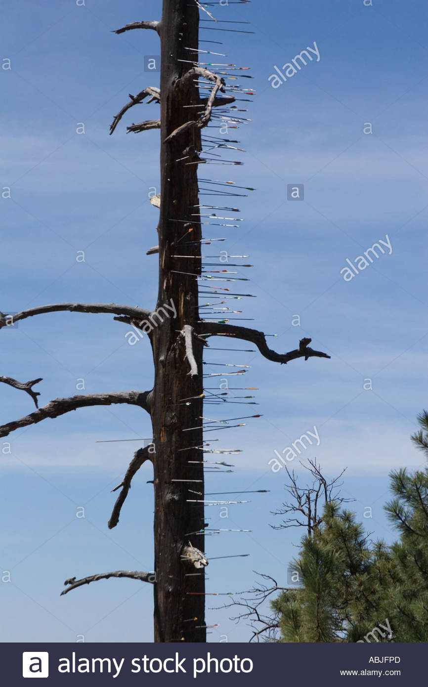 Arrow Tree on U S Highway 191, Coronado Trail, Apache National Stock ...