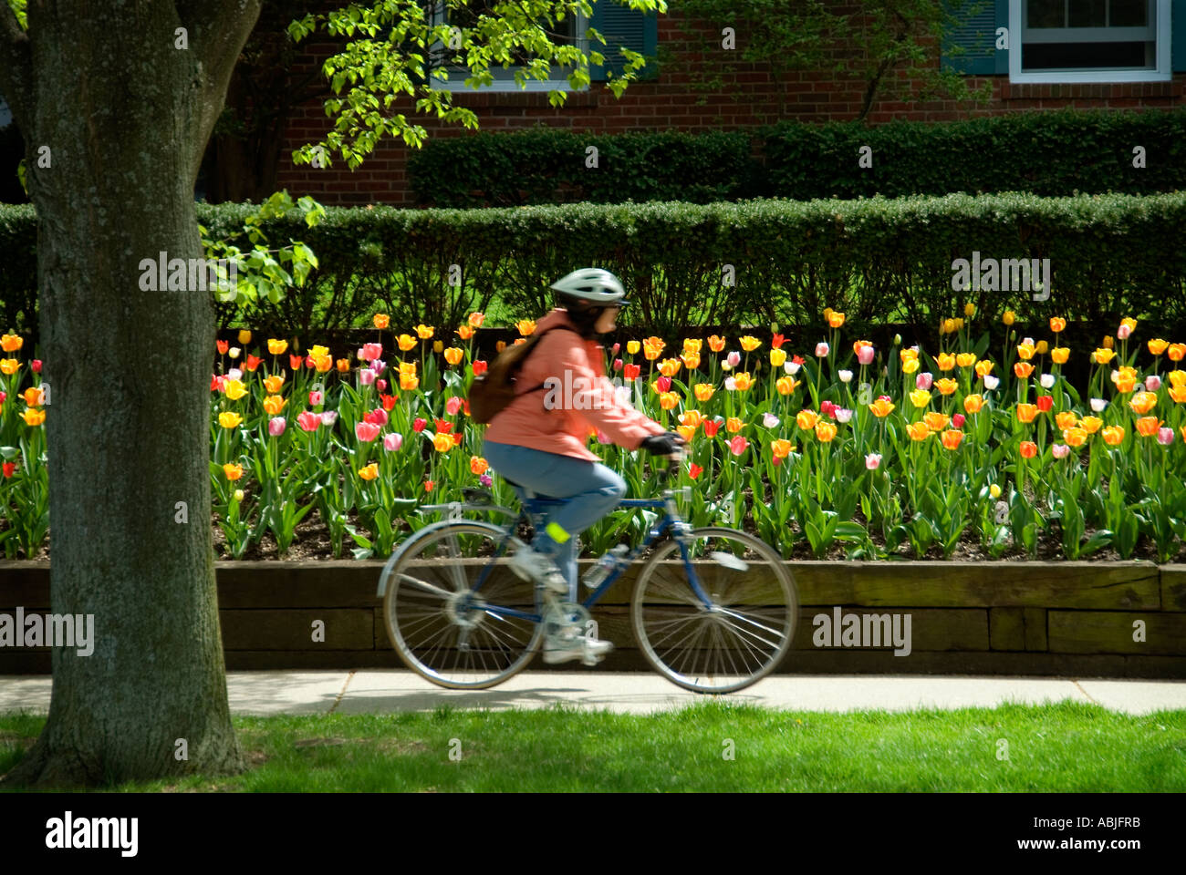 Tulipa motion hi-res stock photography and images - Alamy