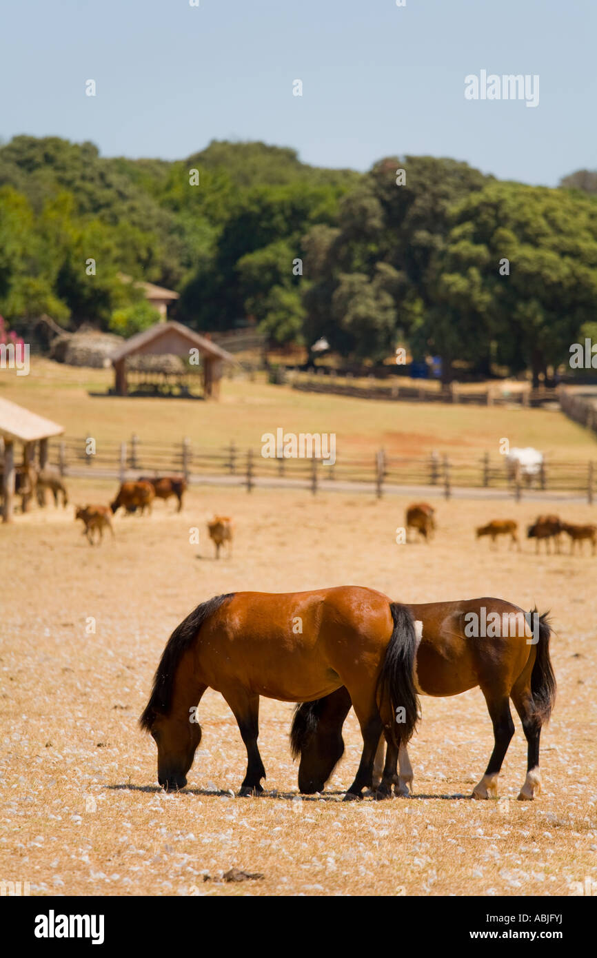 Safari site on Brioni islands, Veliki Brijun, Croatia Stock Photo - Alamy