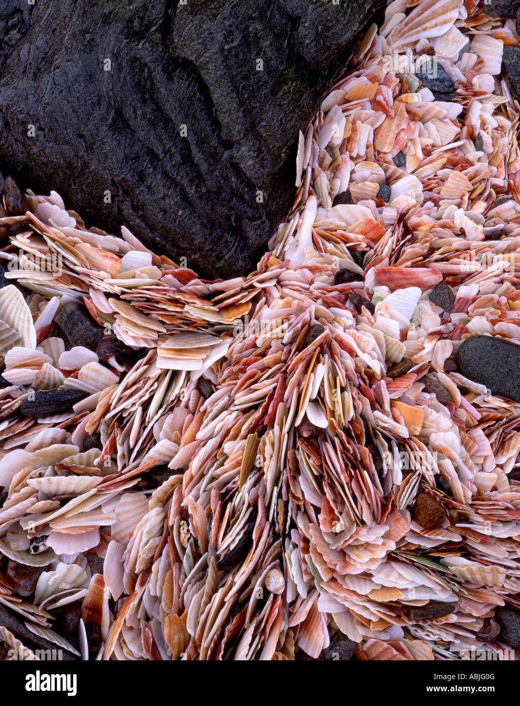 Broken shells on a beach near Tarbert, Kintyre Stock Photo - Alamy