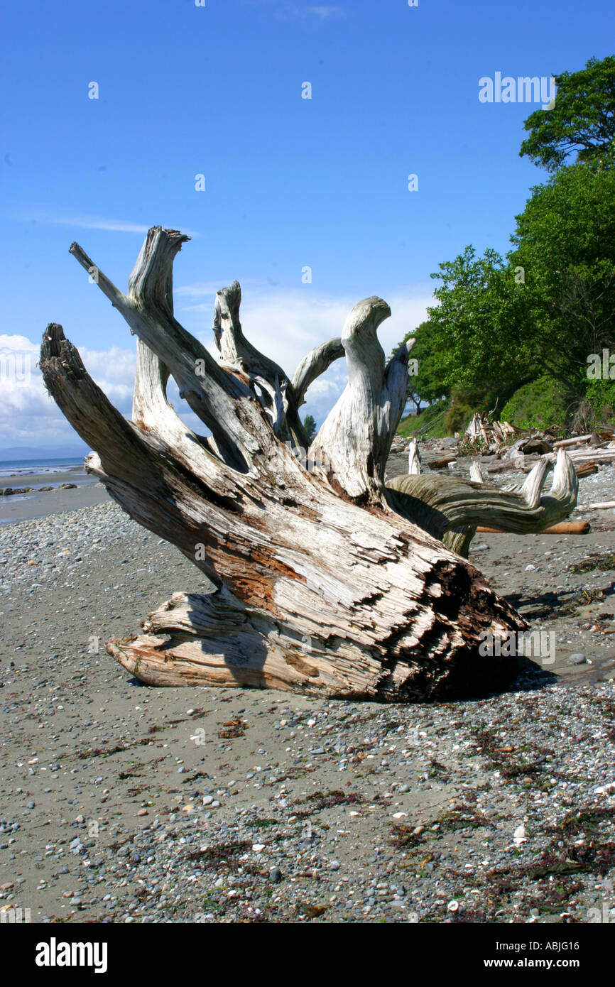 Washed up tree stump on the beach Stock Photo - Alamy