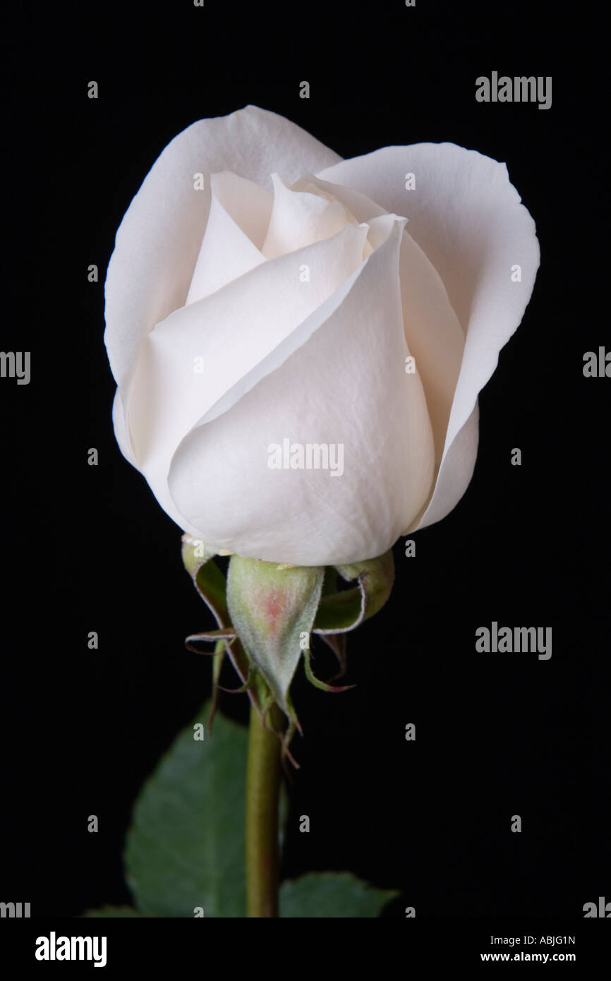 White rose against a black background Stock Photo - Alamy