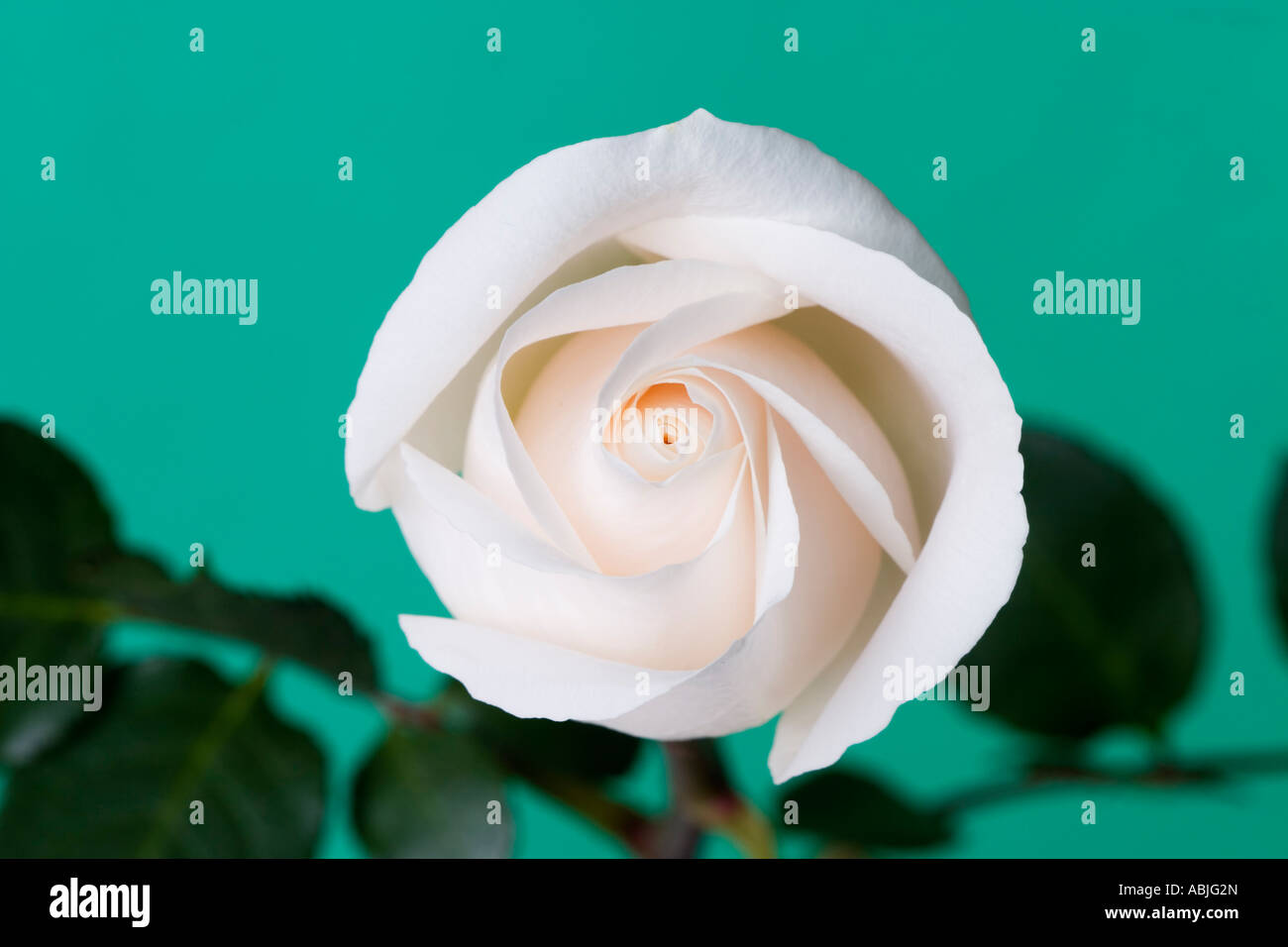 White rose against green background Stock Photo - Alamy