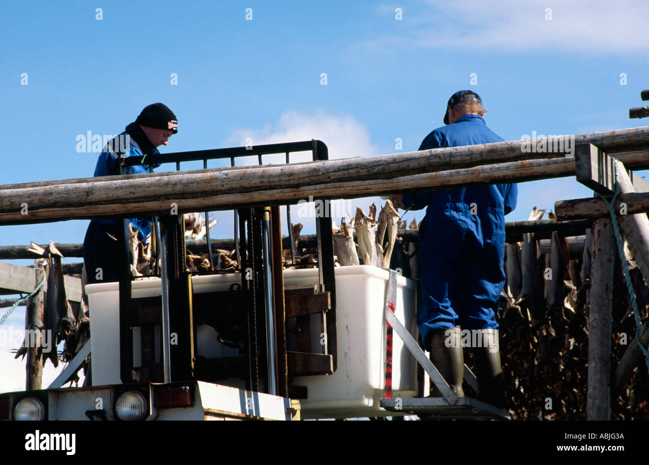 PICTURE CREDIT DOUG BLANE Men hanging cod / fish in Lofoten Norway ...