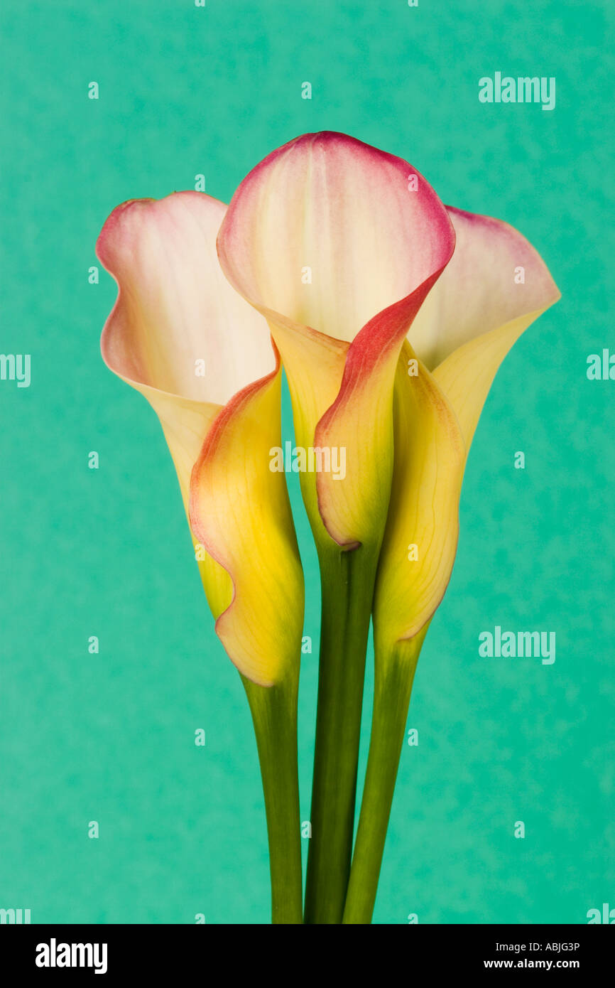 Trio of lilies hi-res stock photography and images - Alamy
