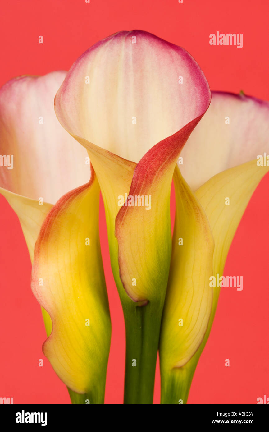 Trio of lilies hi-res stock photography and images - Alamy