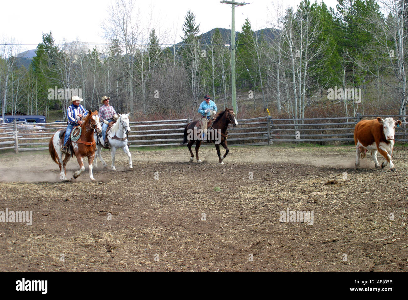 Cowboys rounding up the cattle Stock Photo - Alamy