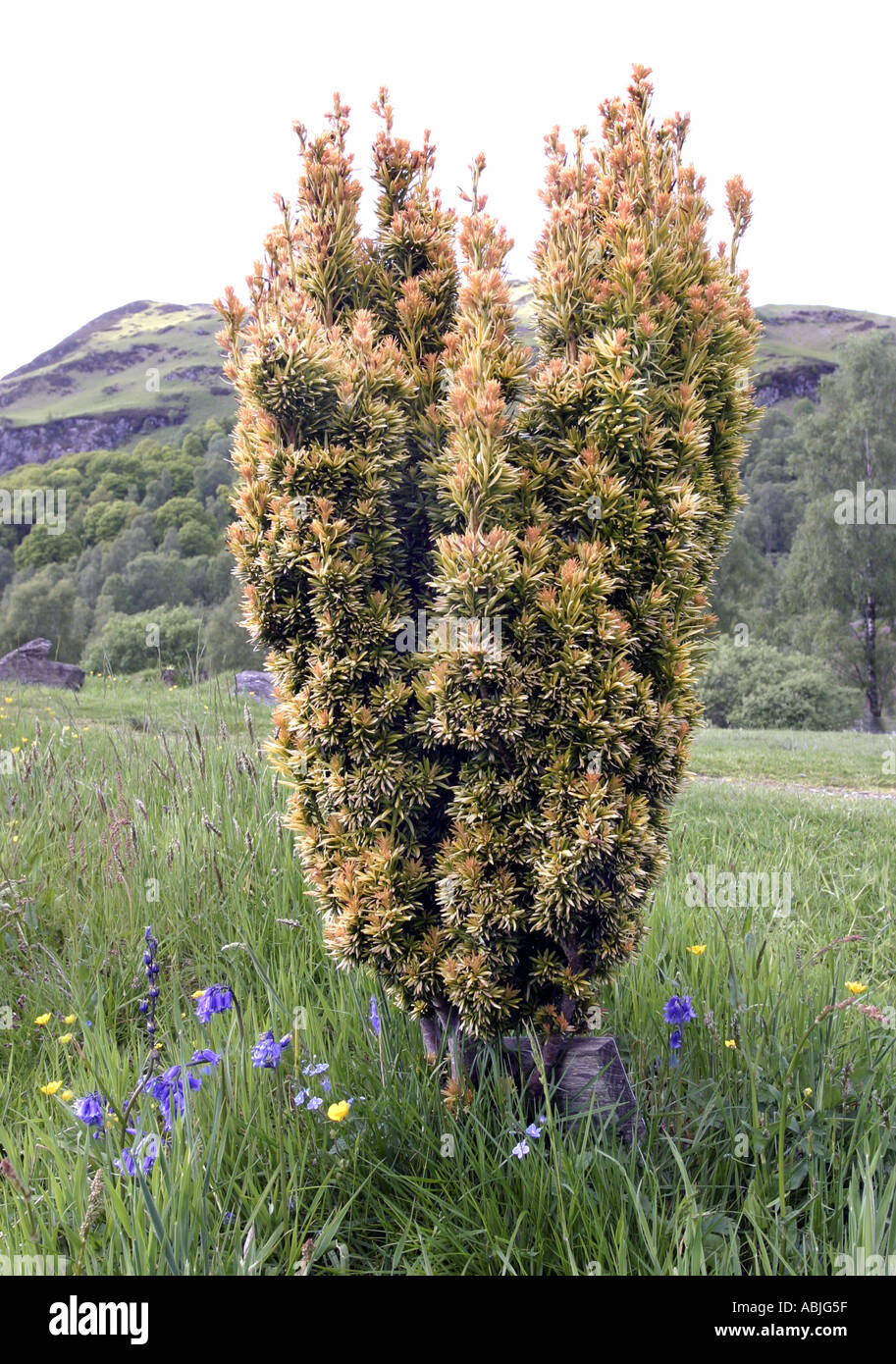 Golden yew tree hi-res stock photography and images - Alamy