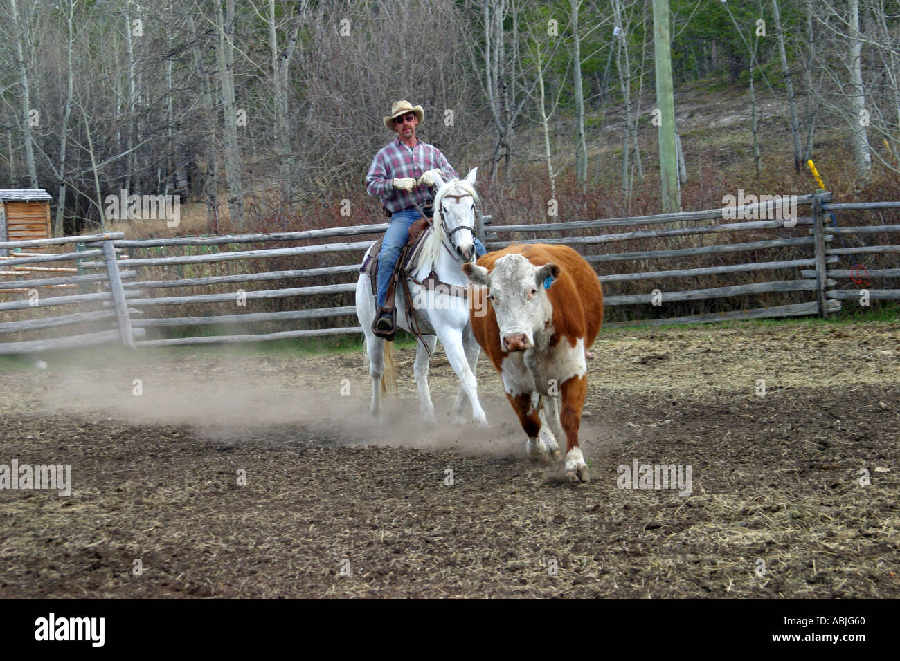 Cowboy rounding up the cattle Stock Photo - Alamy