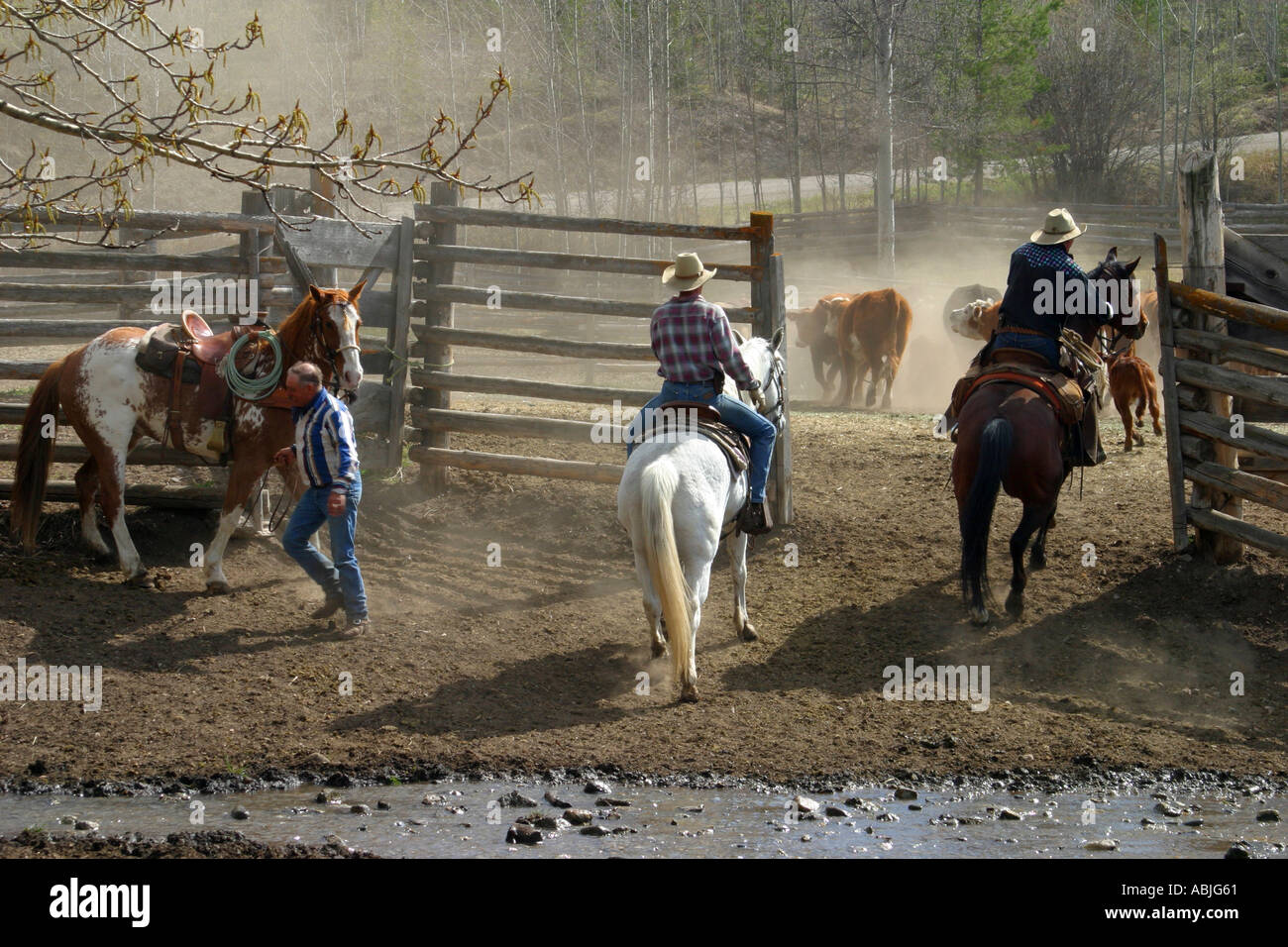 Cowboys rounding up cattle hi-res stock photography and images - Alamy