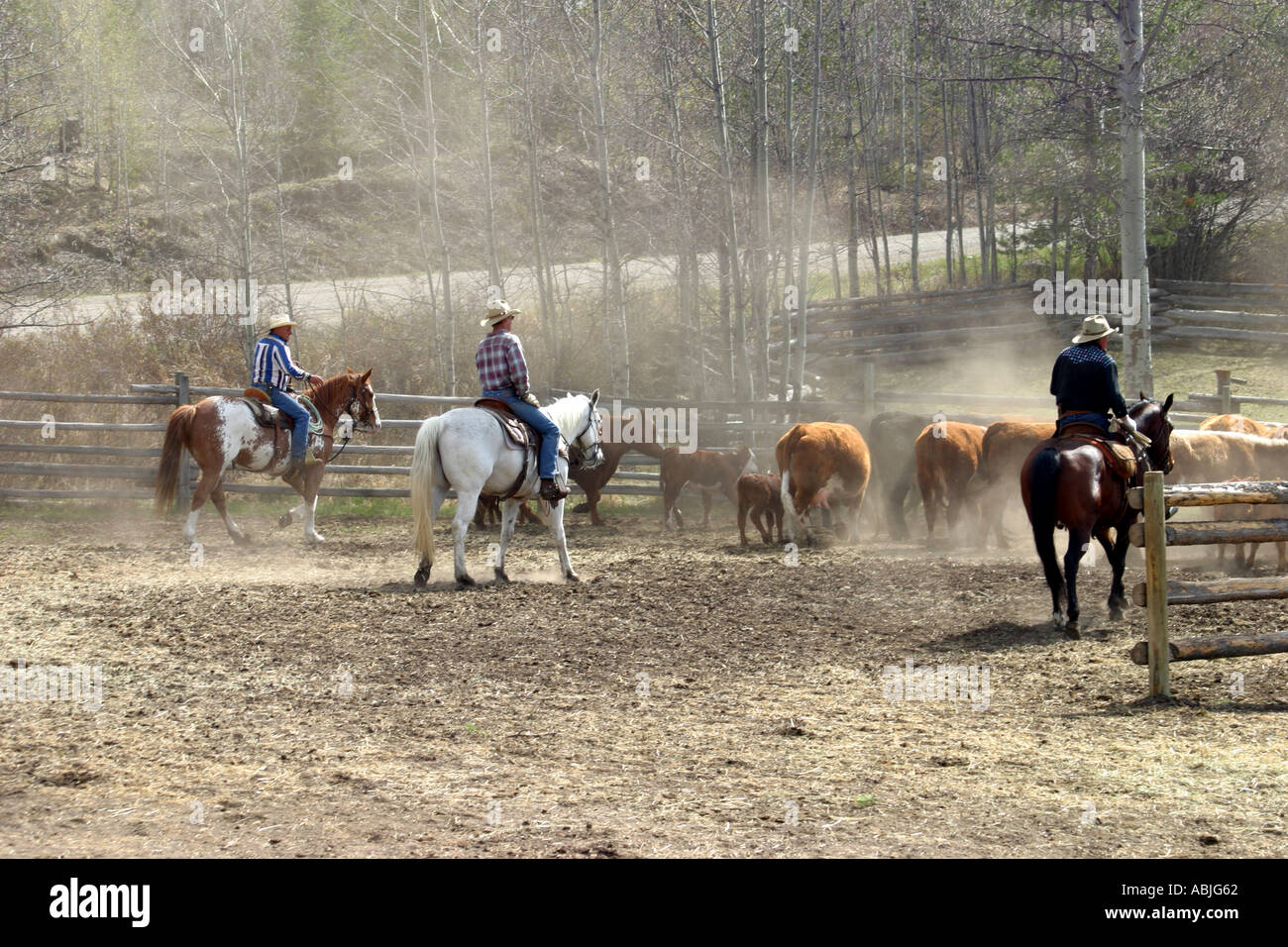 Cowboys rounding up the cattle Stock Photo - Alamy