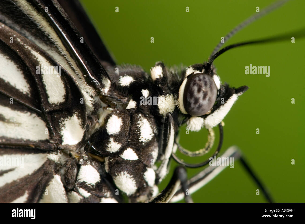 Closeup of the head of a butterfly Stock Photo - Alamy