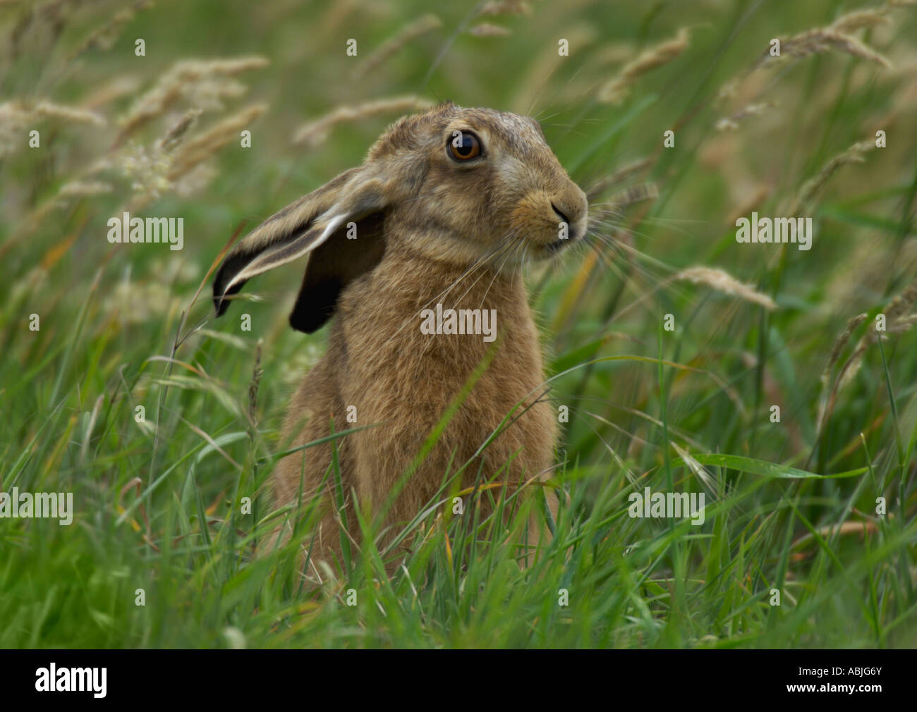 Brown Hare (Lepus europaeus Stock Photo - Alamy