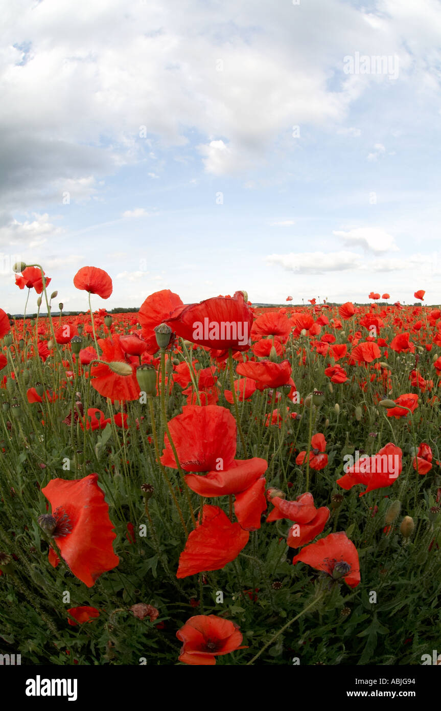poppy fields Field of flowering poppies,, land, farm, farmland, farm ...