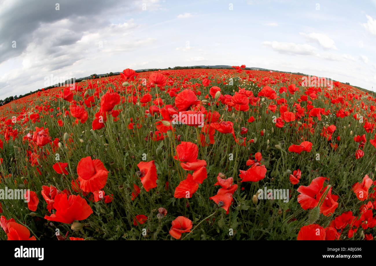 Poppy fields field popy of hi-res stock photography and images - Alamy