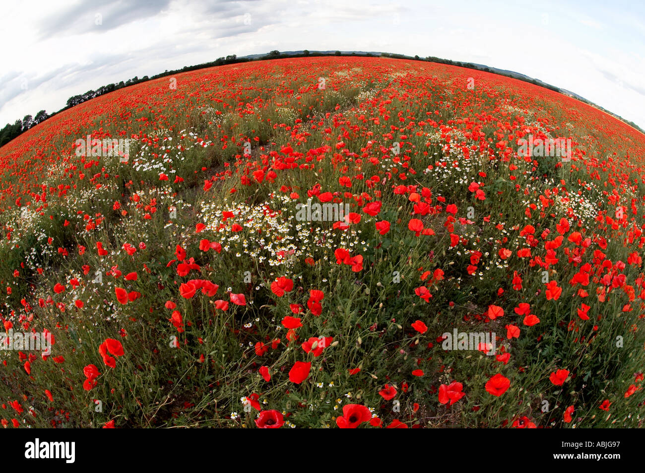 poppy fields Field of flowering poppies,, land, farm, farmland, farm ...
