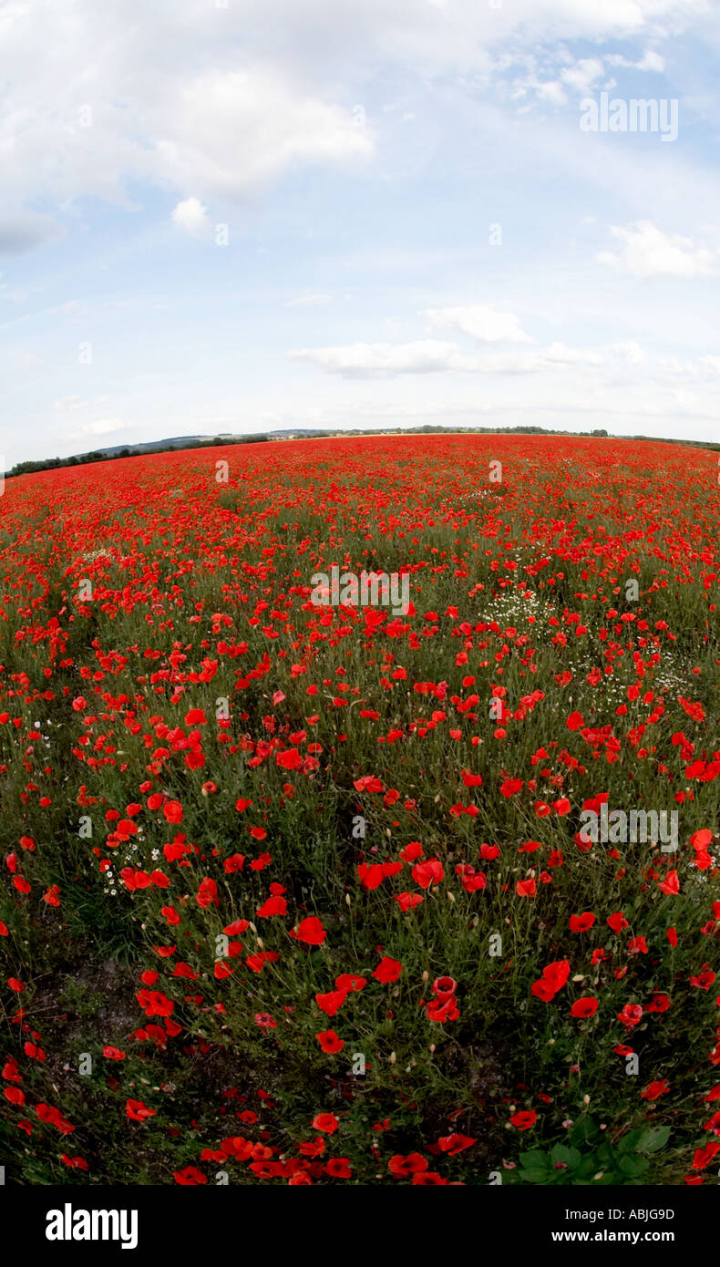 poppy fields Field of flowering poppies,, land, farm, farmland, farm ...