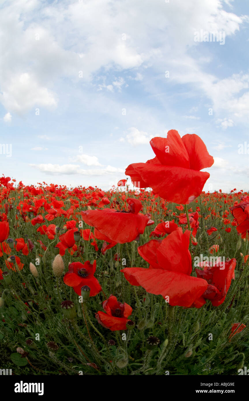 poppy fields Field of flowering poppies,, land, farm, farmland, farm ...