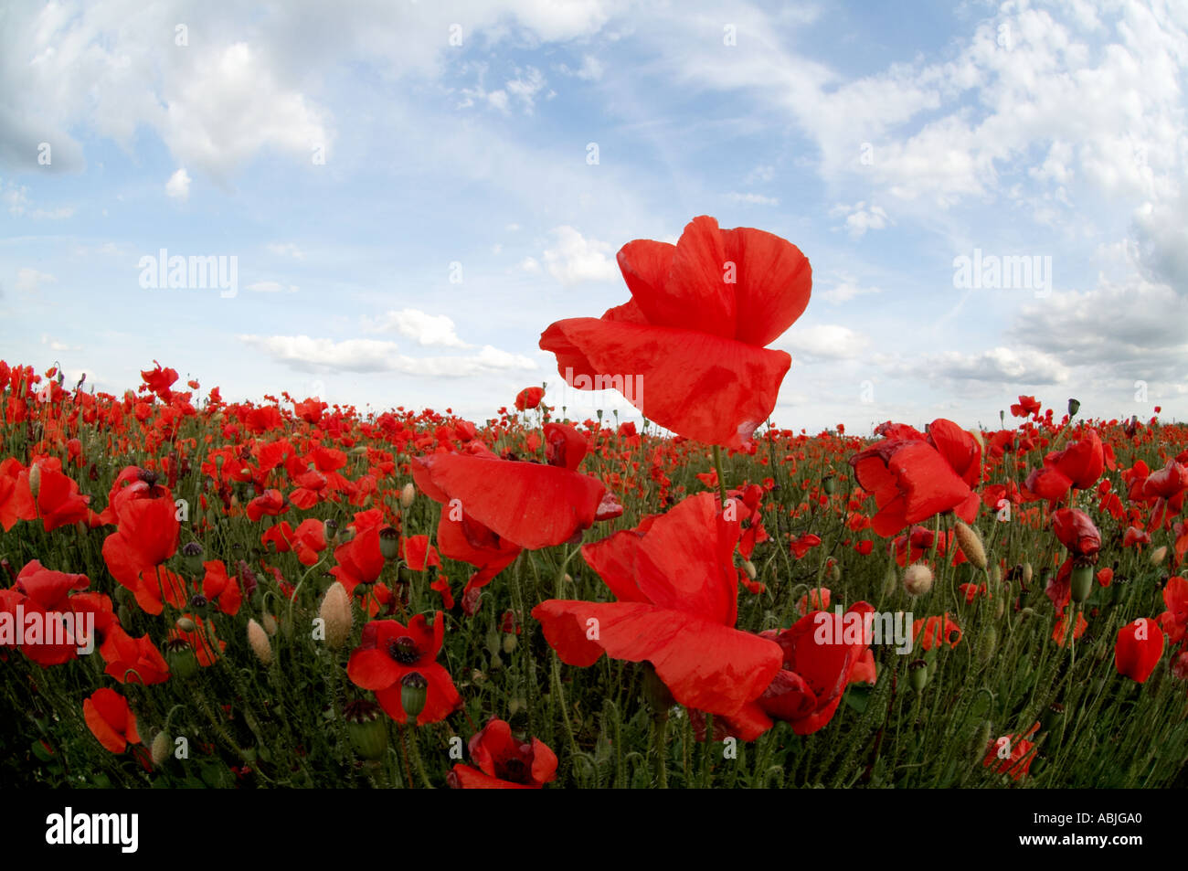 poppy fields Field of flowering poppies,, land, farm, farmland, farm ...