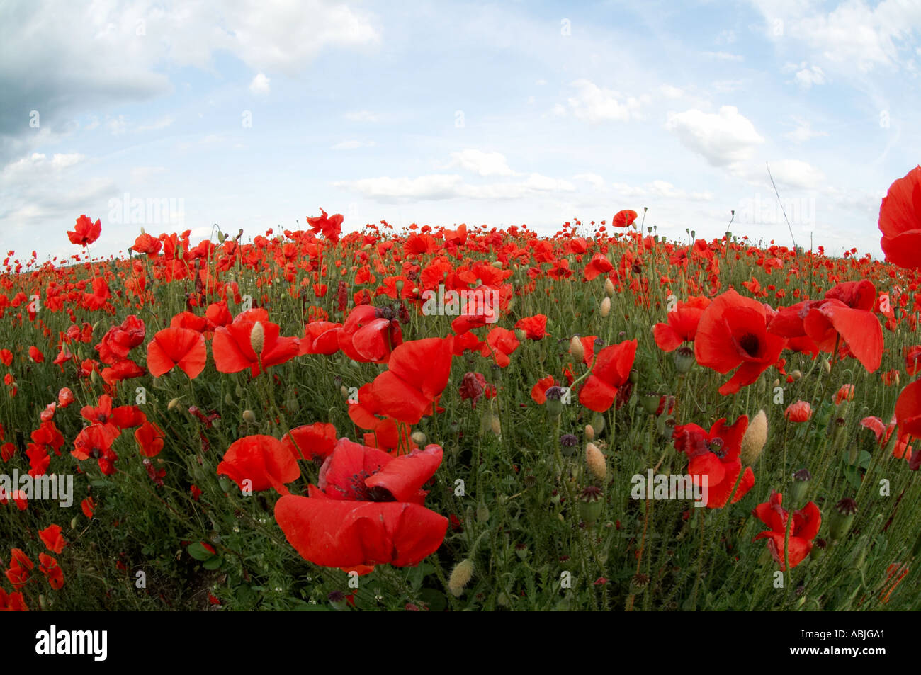 popy fields Field of poppy,flowering poppies,, land, farm, farmland ...