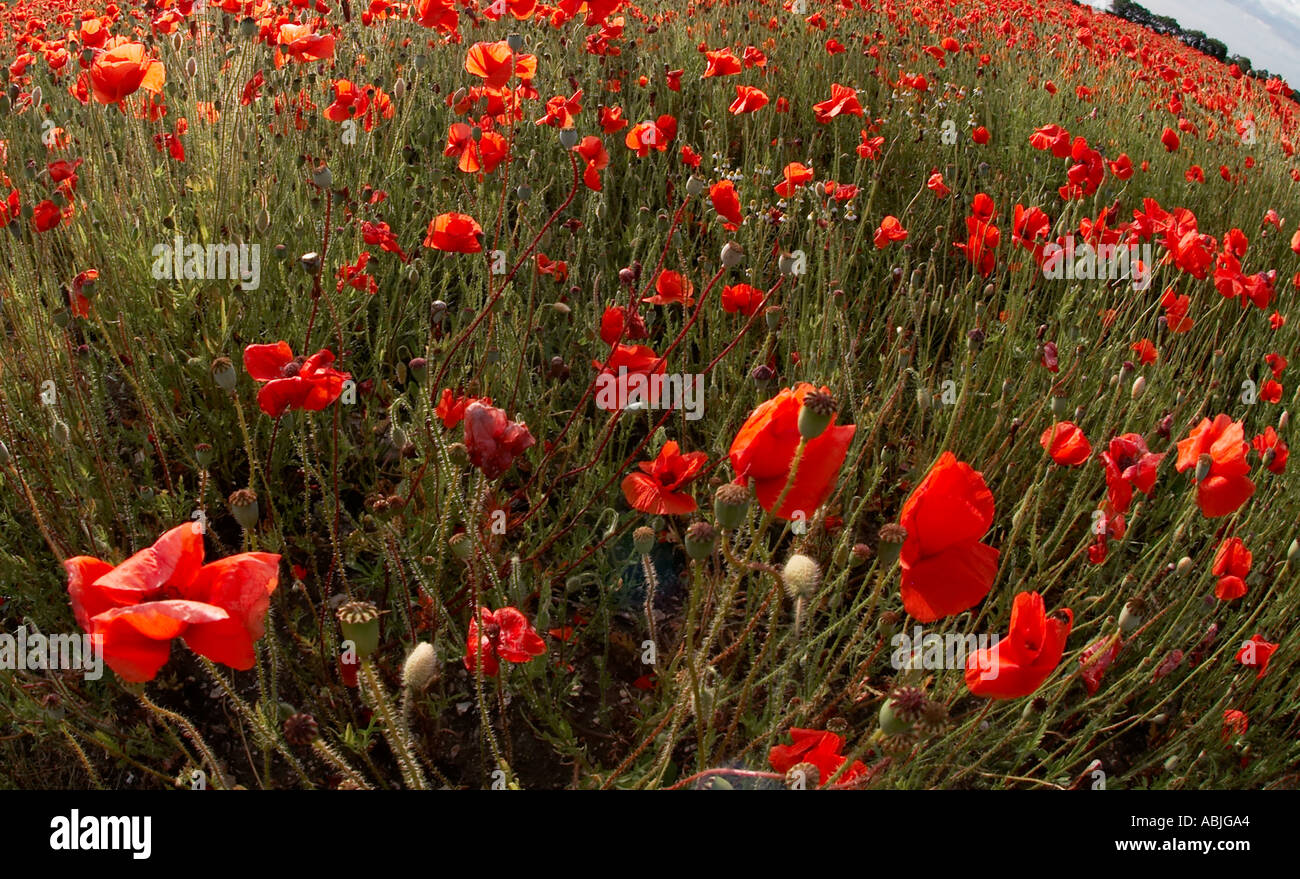 popy fields Field of poppy,flowering poppies,, land, farm, farmland ...