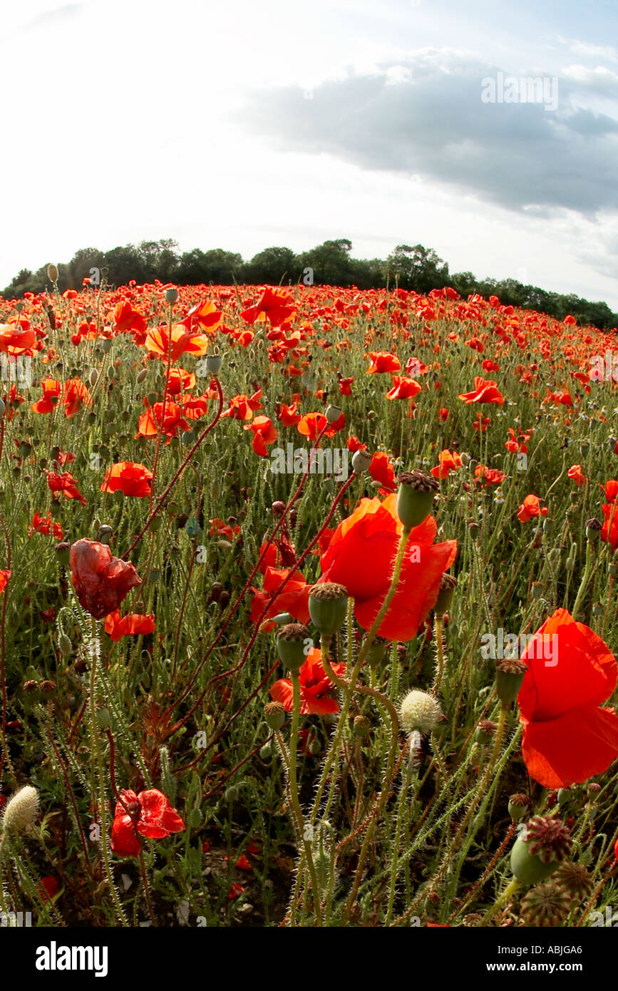 poppy fields Field of flowering poppies,, land, farm, farmland, farm ...