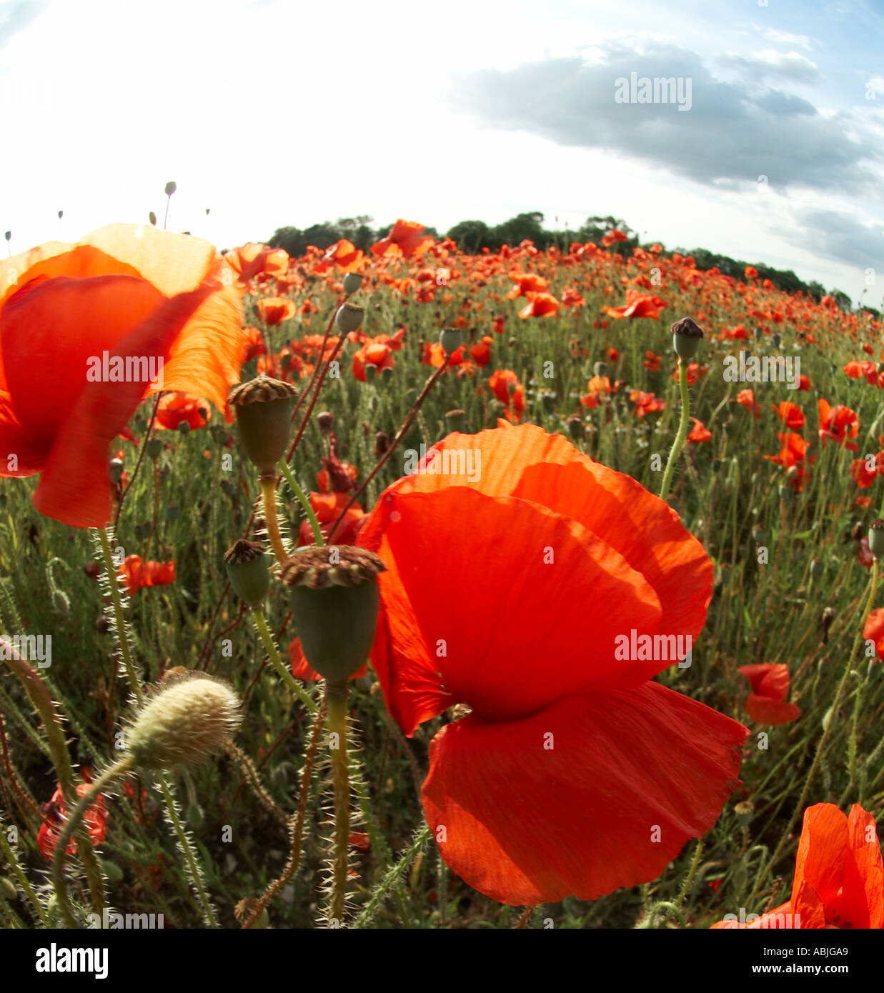 poppy fields Field of flowering poppies,, land, farm, farmland, farm ...