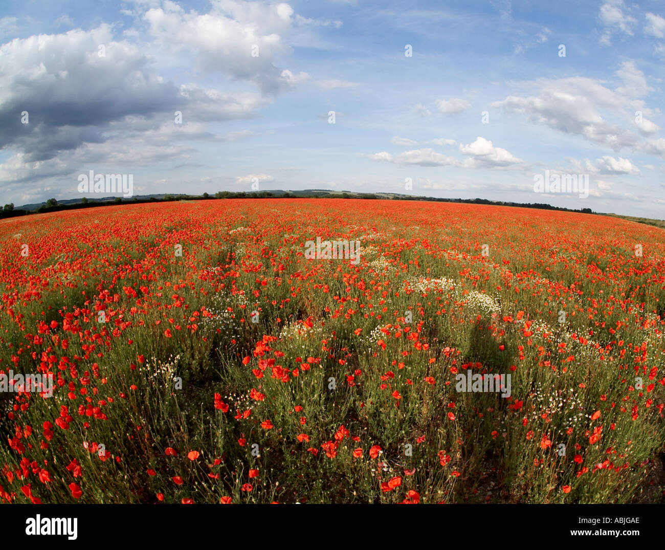 popy fields Field of poppy,flowering poppies,,, land, farm, farmland ...