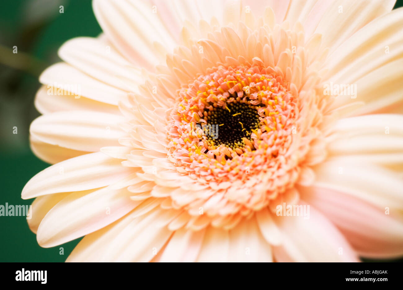 Flower Still life Stock Photo - Alamy