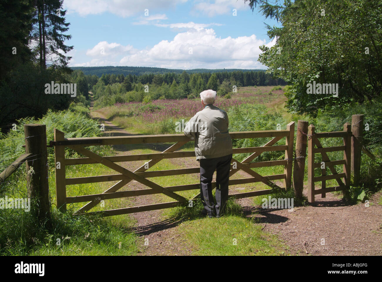 FOREST OF DEAN. GLOUCESTERSHIRE. ENGLAND. UK Stock Photo - Alamy