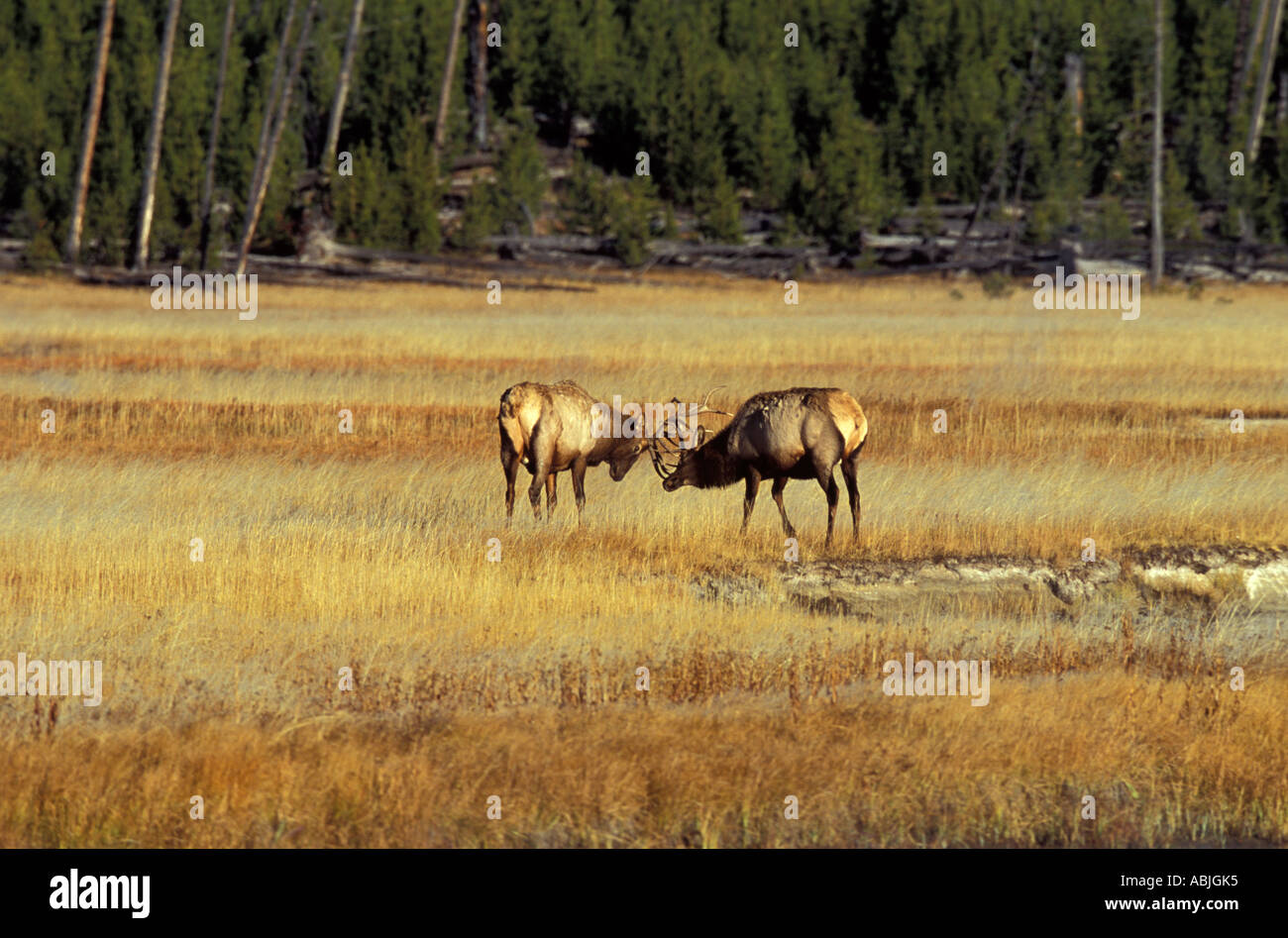 Bukk elk locking horns Stock Photo - Alamy