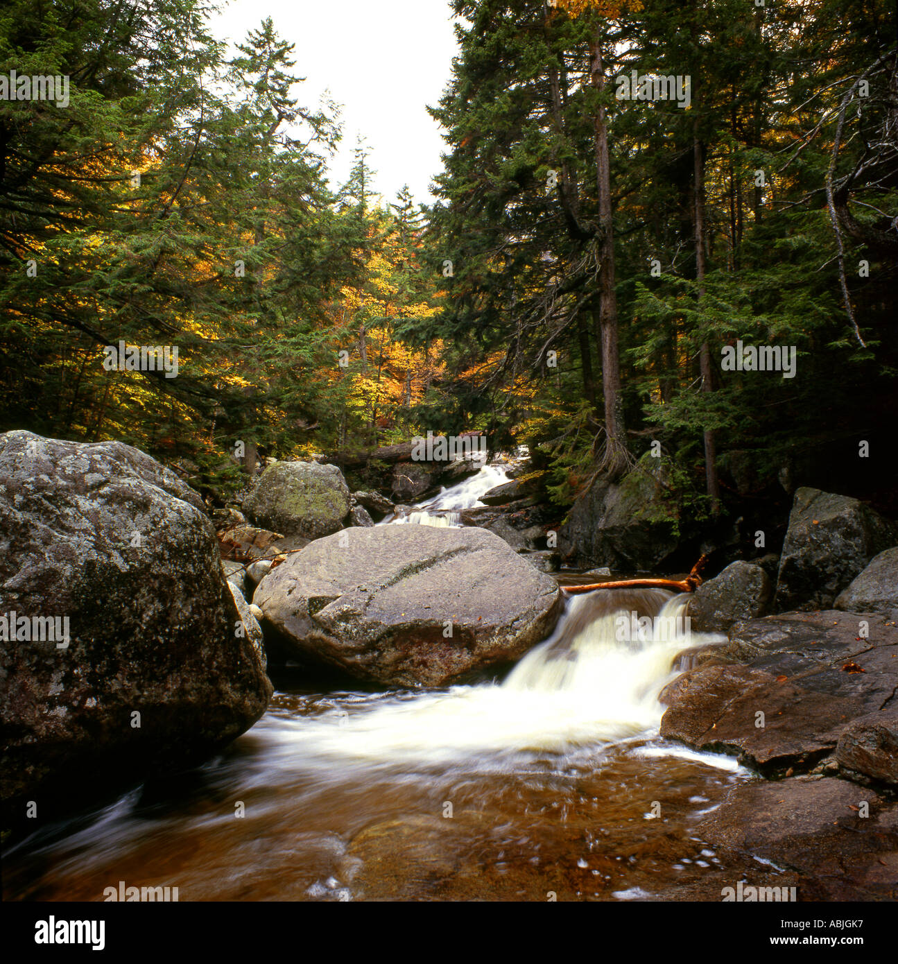 Wilderness Tree Trunk across Forest Stream Stock Photo - Alamy