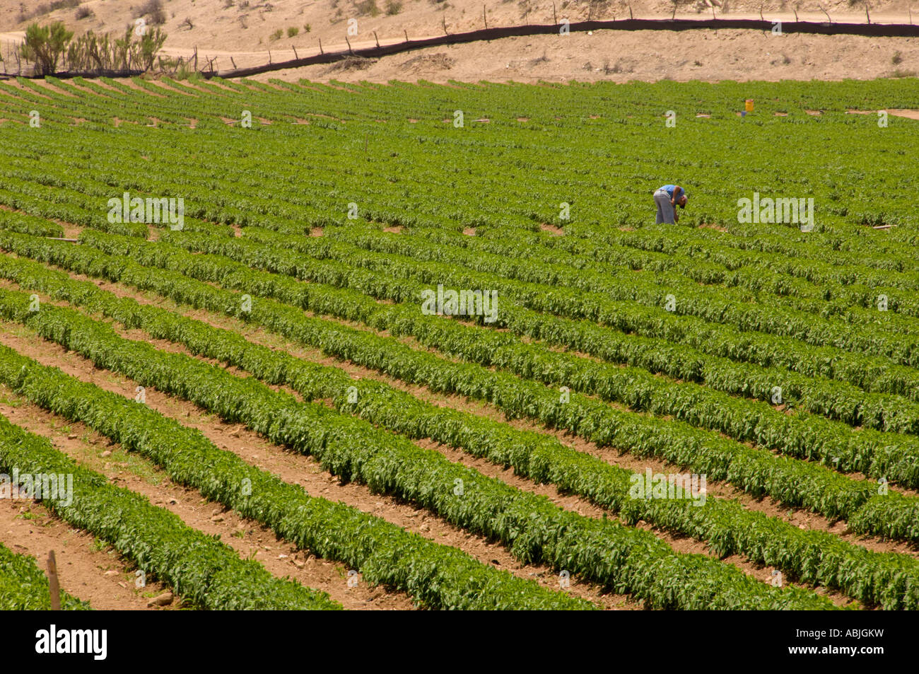 Farming in Mexico Stock Photo - Alamy