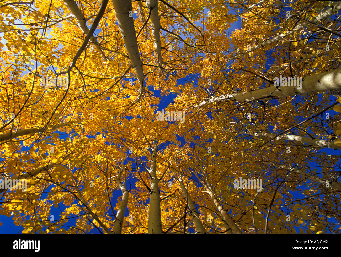 Golden aspen tree tops Stock Photo - Alamy