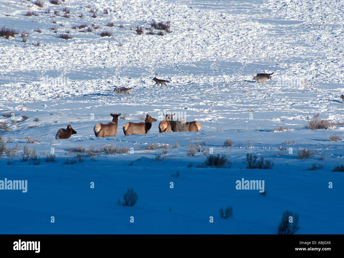 Yellowstone wolf elk hi-res stock photography and images - Alamy