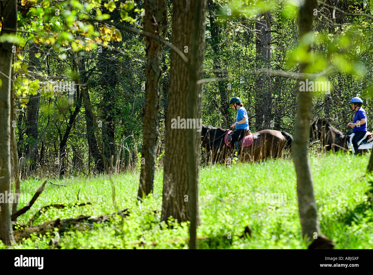 Spring Horseback Ride through Woods Stock Photo - Alamy